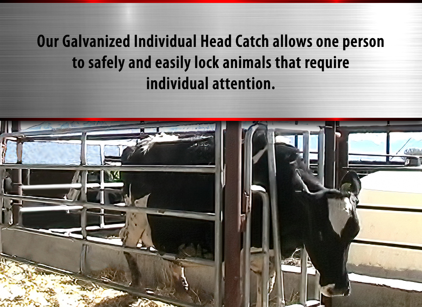Individual Head Catch